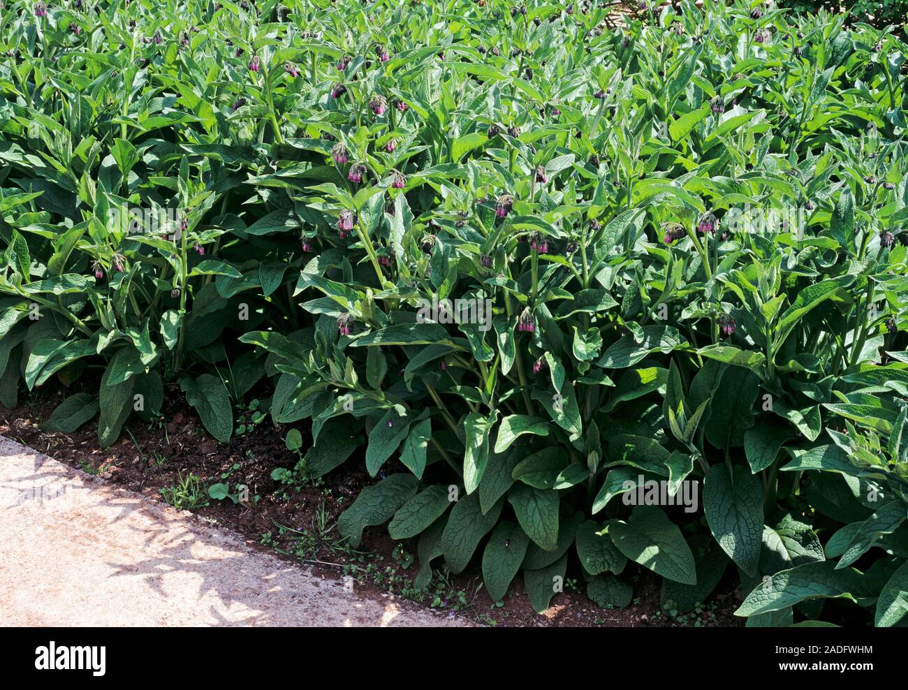 Comfrey plants (Symphytum x uplandicum 'Bocking 14') in a vegetable ...