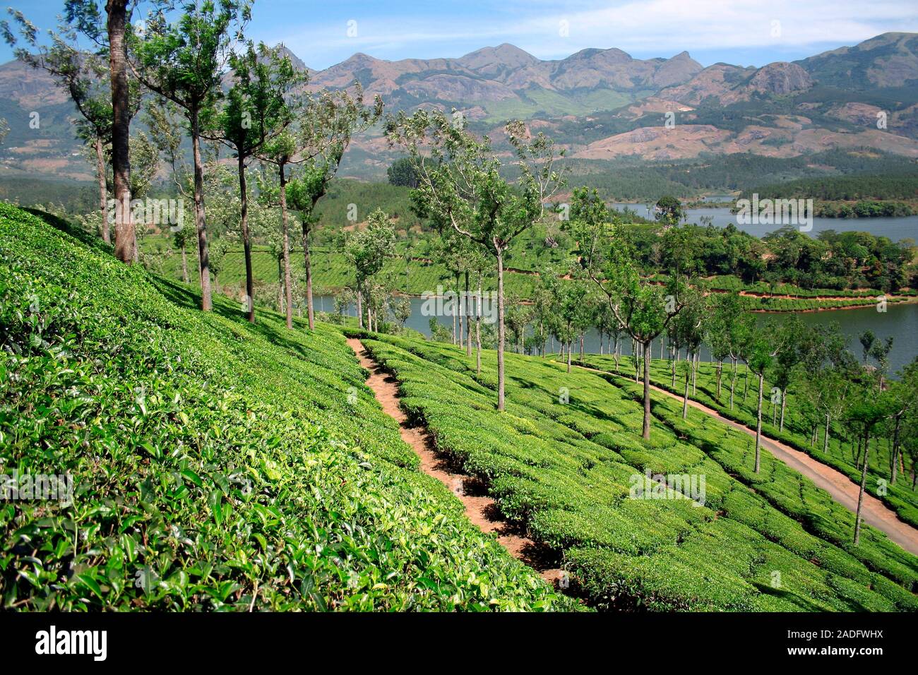 Tea plantation. Silver oak trees (Grevillea robusta) in a plantation of ...