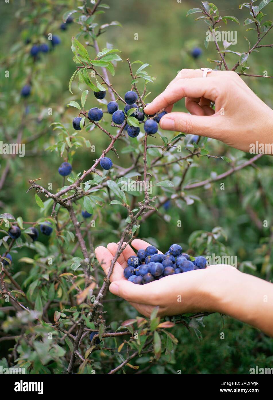 Picking sloe fruit (Prunus spinosa) from a blackthorn plant Stock Photo ...