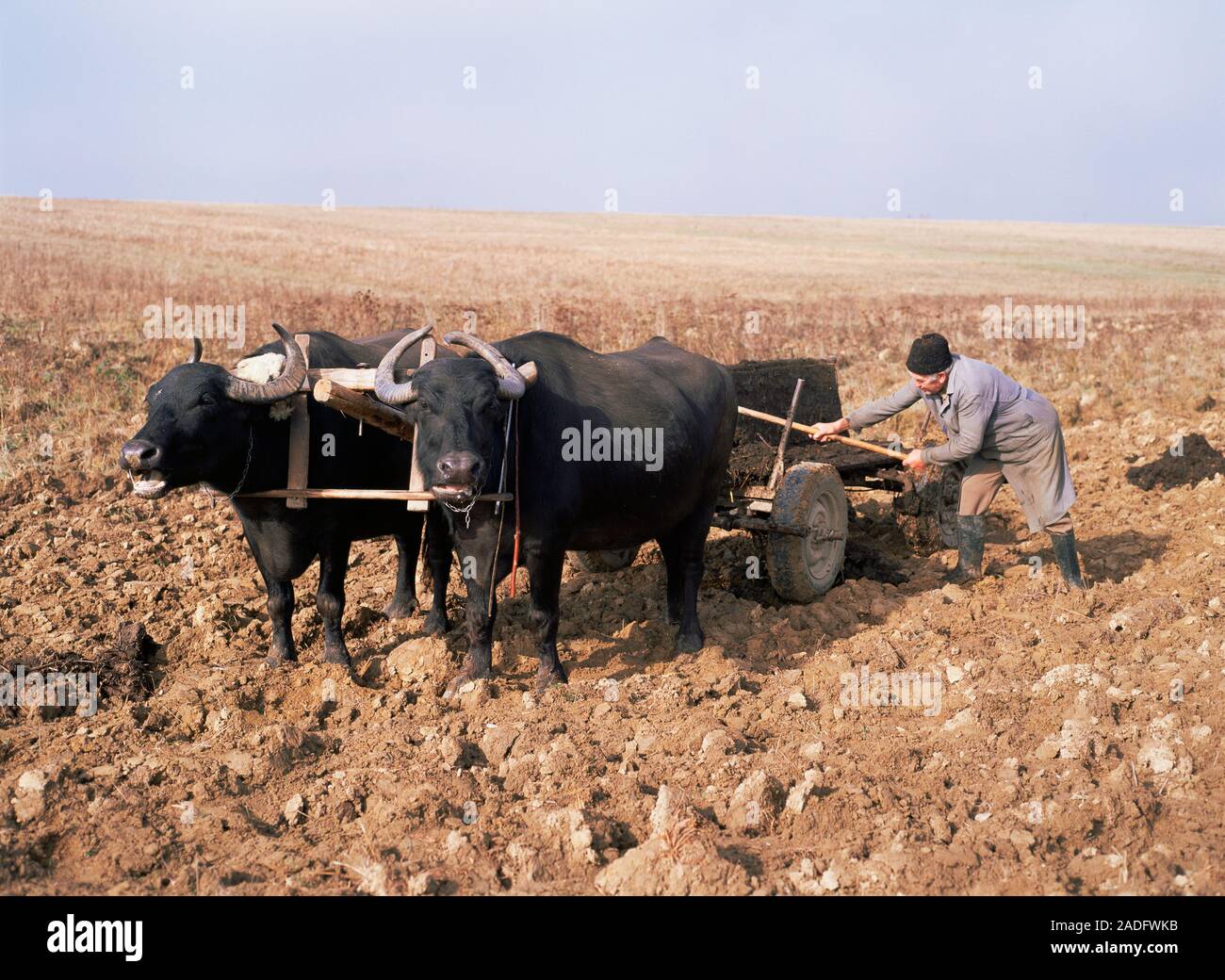 Farmer fertilising a field. The manure that is dropped by the water ...