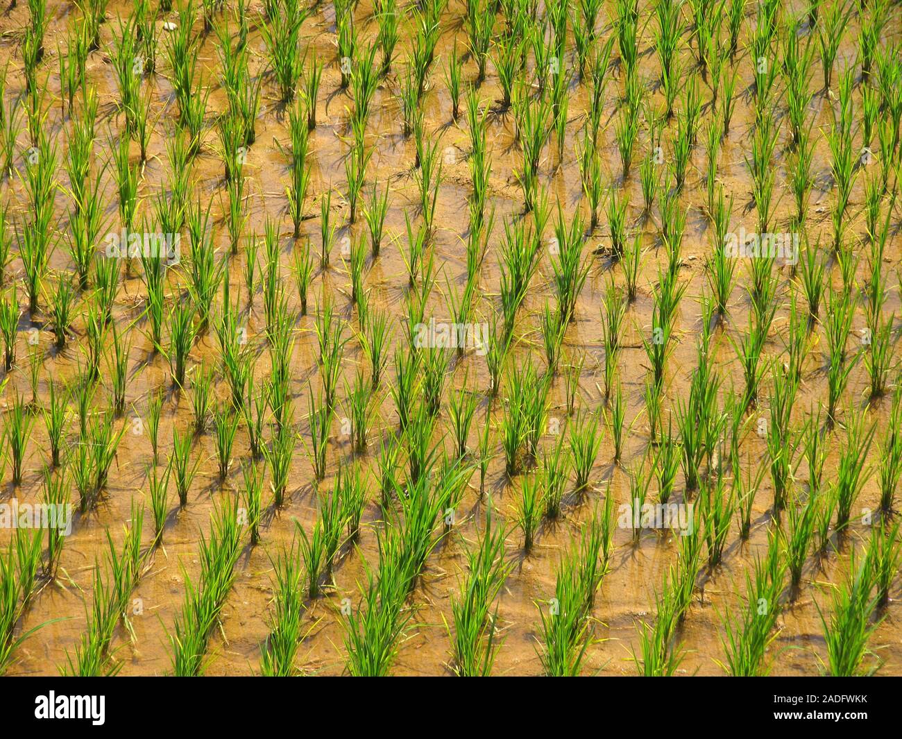 Rice plants in a paddy field. Photographed in Yunnan province, China ...
