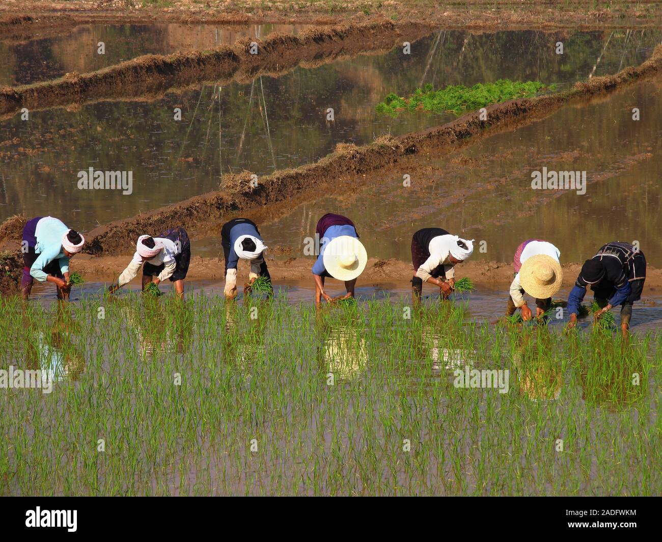 Workers planting rice in a paddy field. Photographed in Yunnan province ...