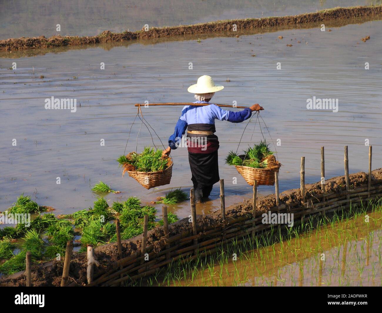 Worker in a rice field carrying baskets of rice plants over her ...