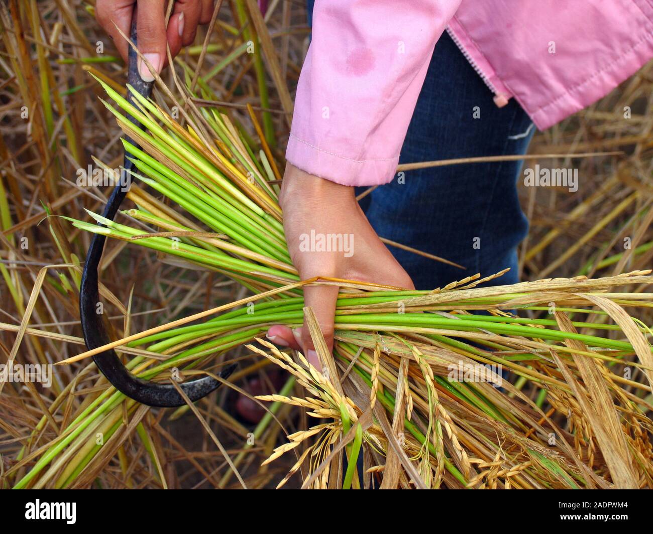 Rice harvest. Worker using a sickle to harvest rice (Oryza sativa ...