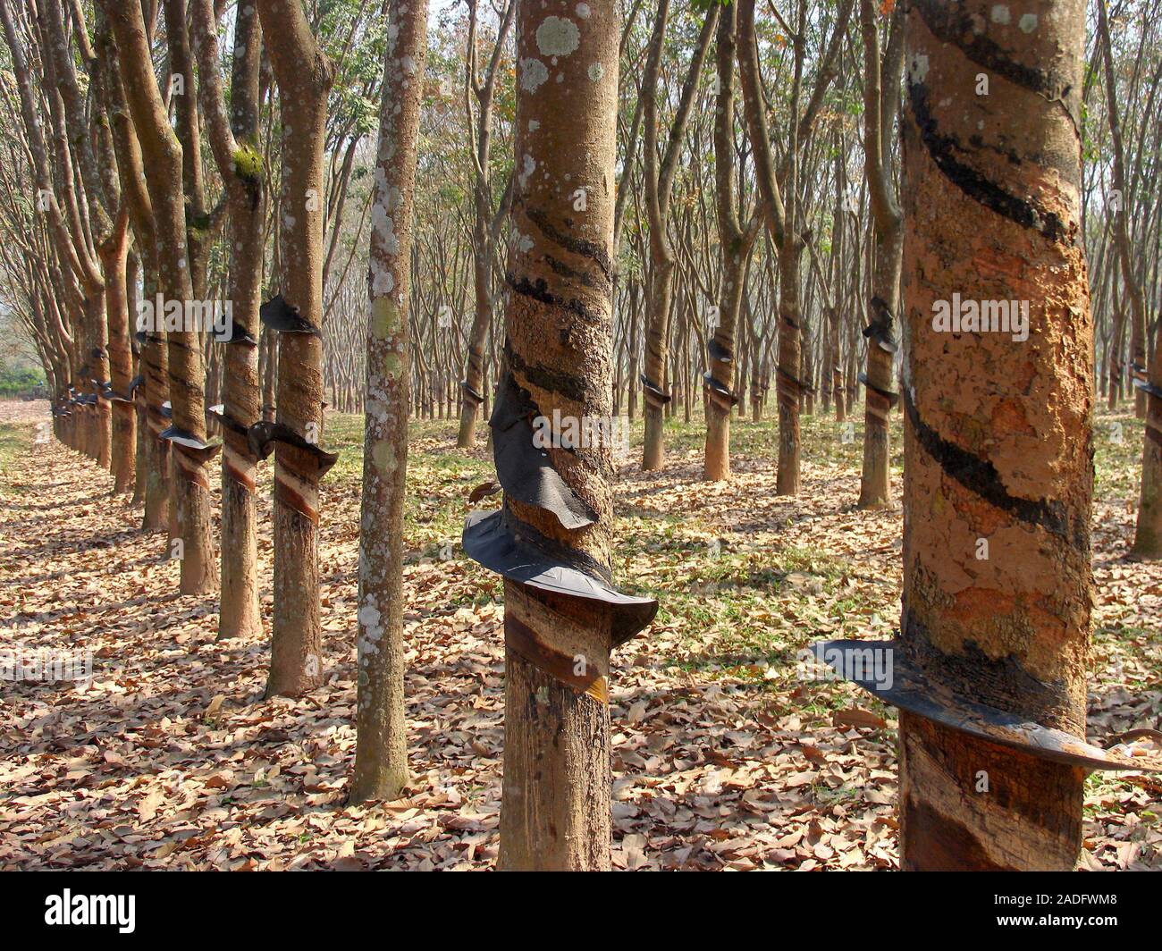 Rubber trees (Hevea brasiliensis) in a plantation. This tree is grown ...