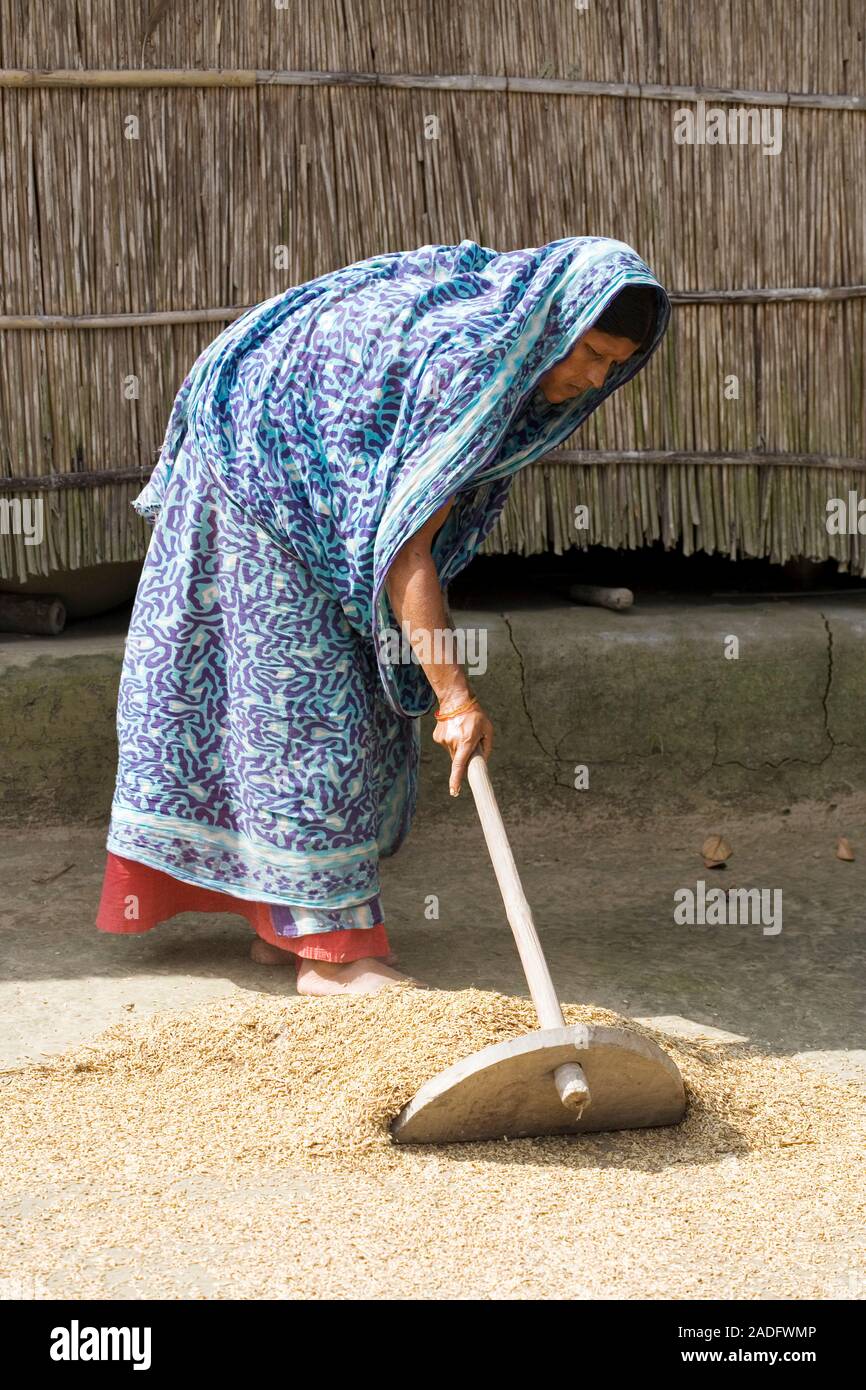 MODEL RELEASED. Gathering grain. Woman scooping harvested grain after ...