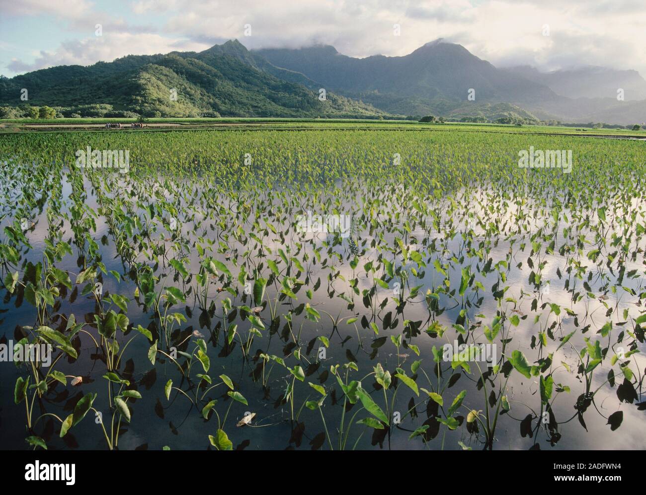 Taro crops (Colocasia esculenta) in a field. Photographed on Kauai ...