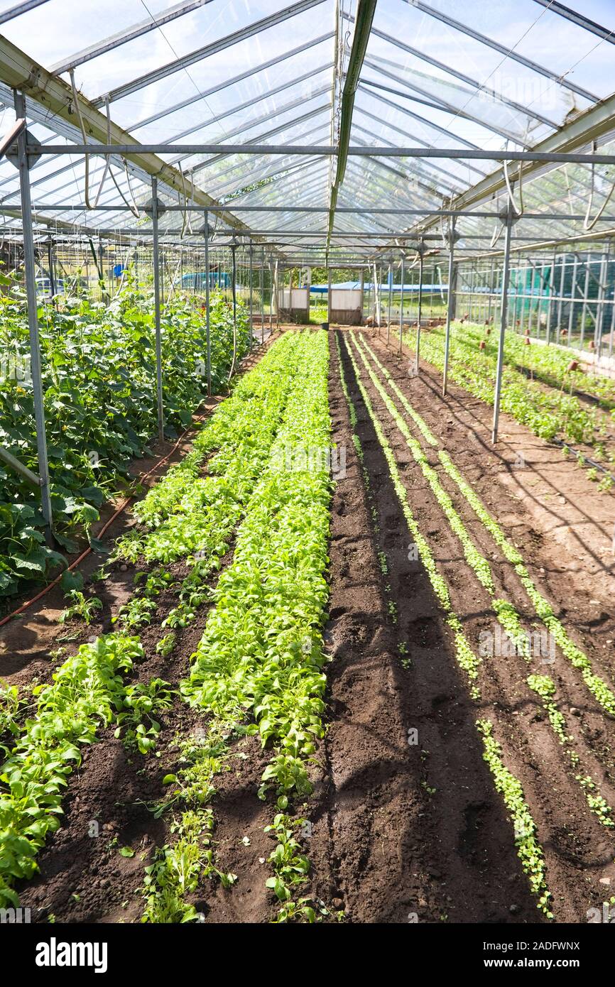 Organic farming. Glasshouse containing young crops that have been grown ...