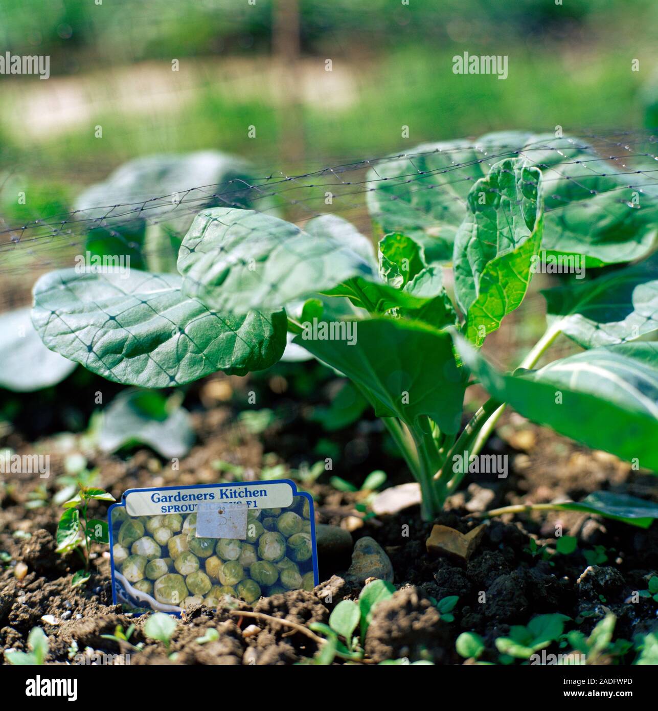 Brussels sprout plant (Brassica oleracea gemmifera) with an ...