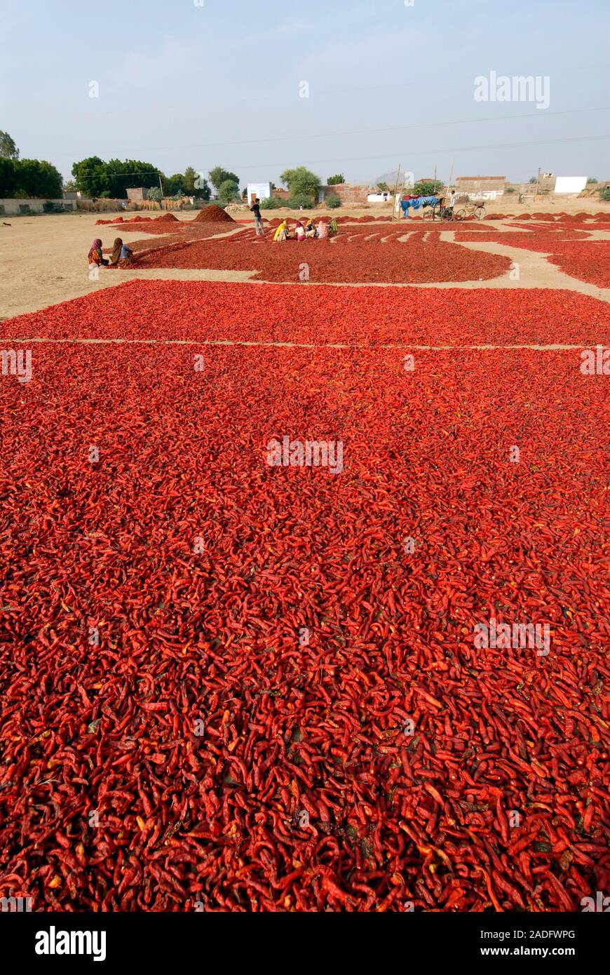 Chilli peppers drying. Group of women spreading out harvested chilli ...
