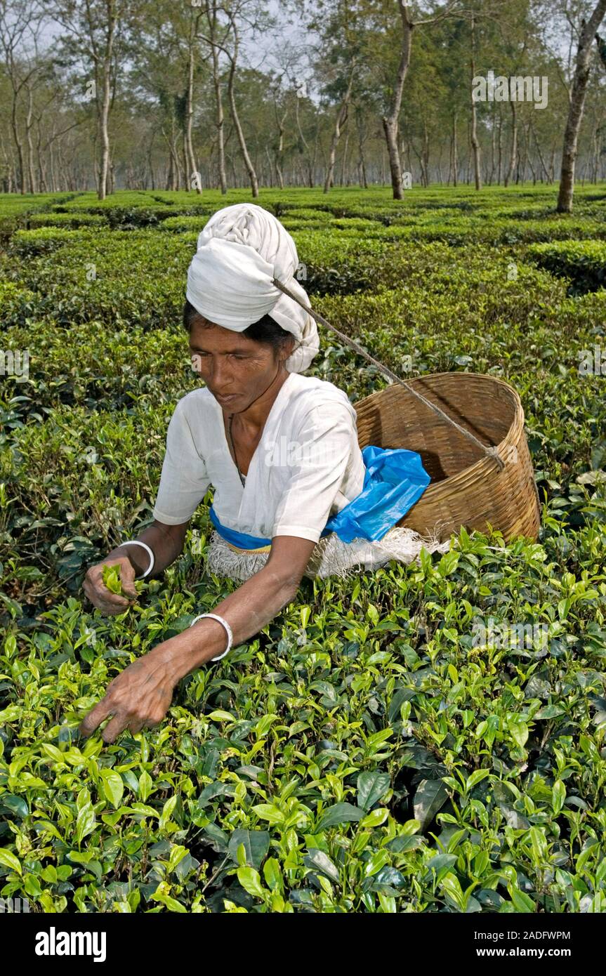 Tea picker at a tea plantation. Woman gathering leaves from tea plants ...