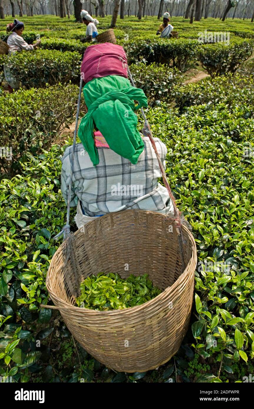 Tea picker at a tea plantation in Assam, India. Woman carrying a basket ...