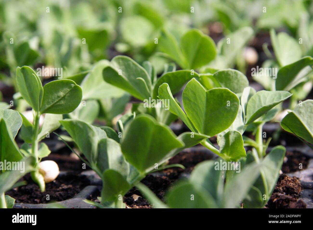 Organic bean seedlings (family Fabaceae). Photographed in an organic ...