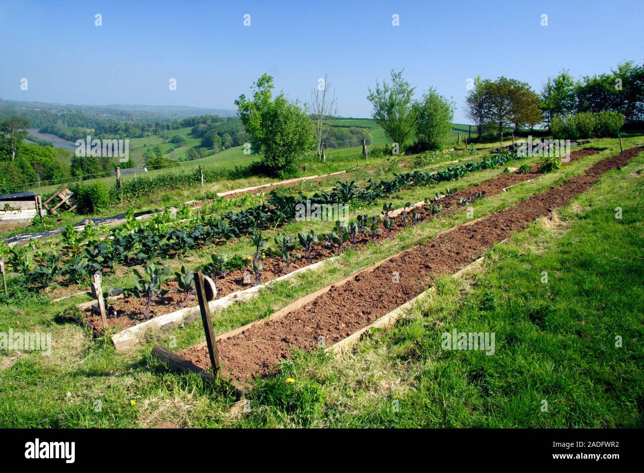 Organic vegetable plot. Photographed in an organic garden, in the UK ...