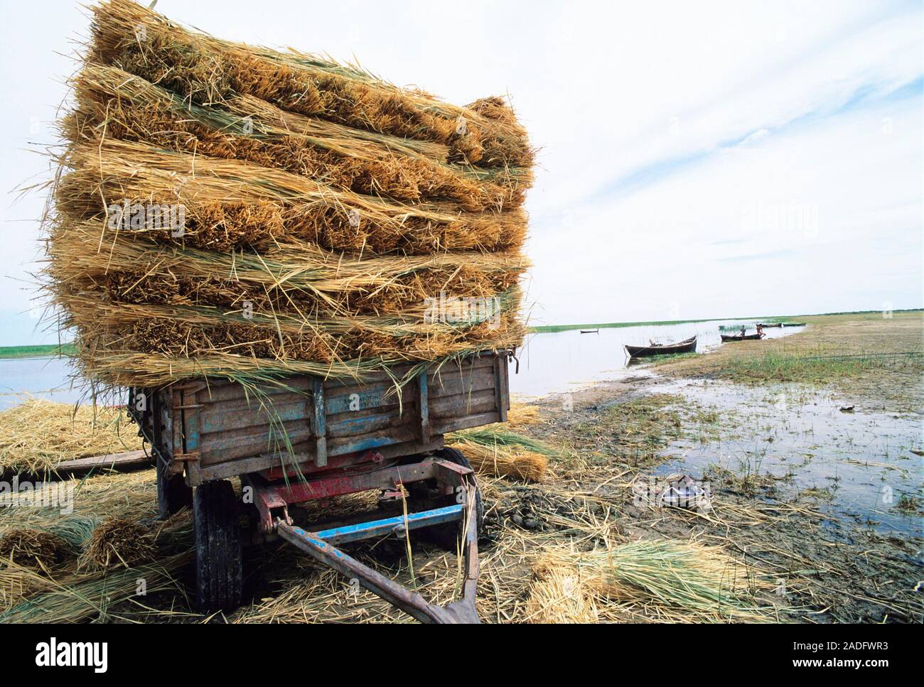 Farming and fishing by the Aral Sea. Cart loaded with hay, near fishing ...