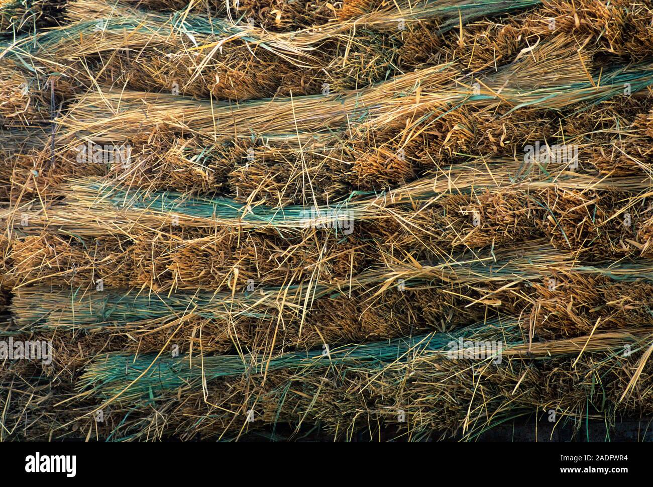 Layers of harvested hay. This hay is being used on the shores of the ...
