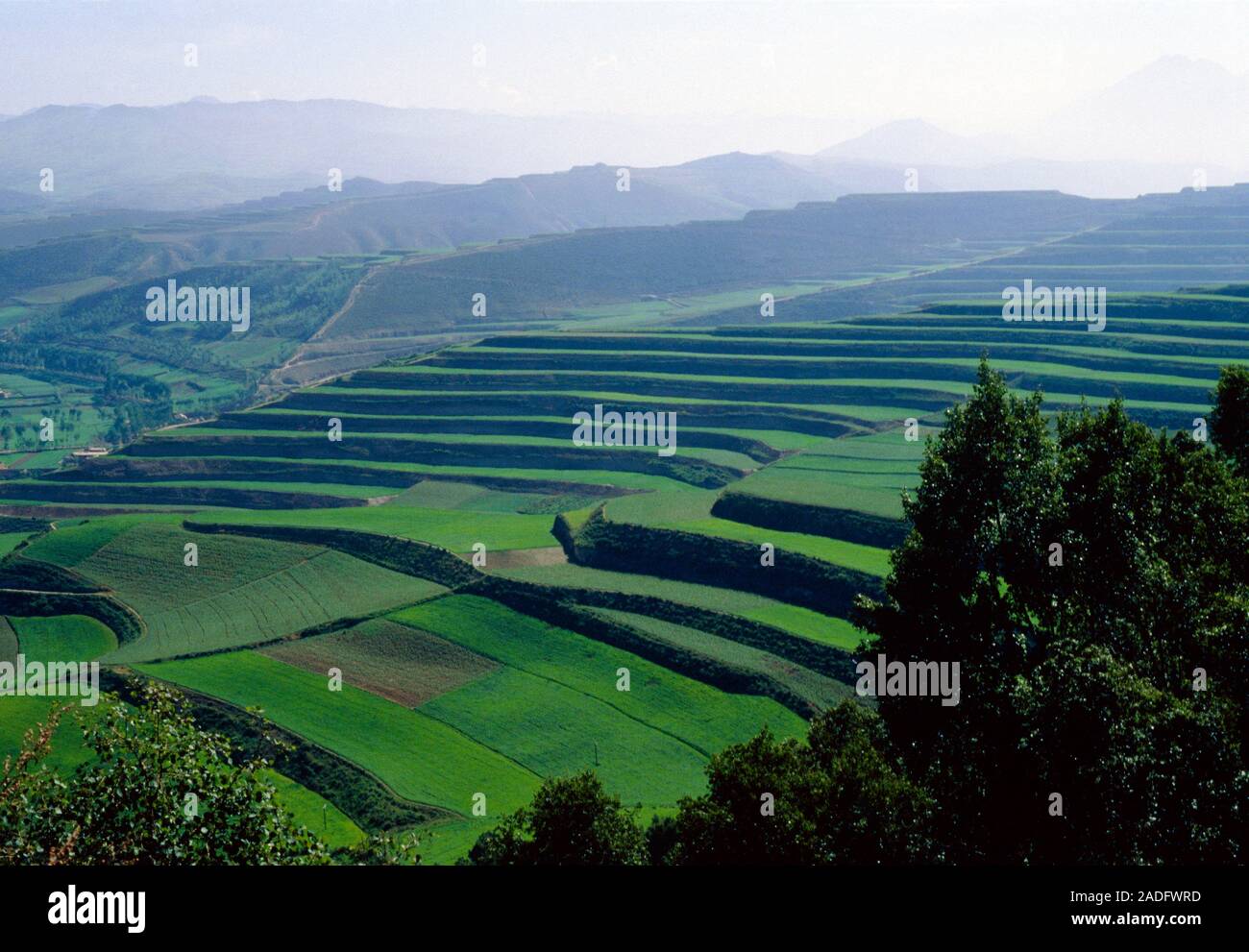 Terrace farming up mountainside, including paddy fields. China Stock ...