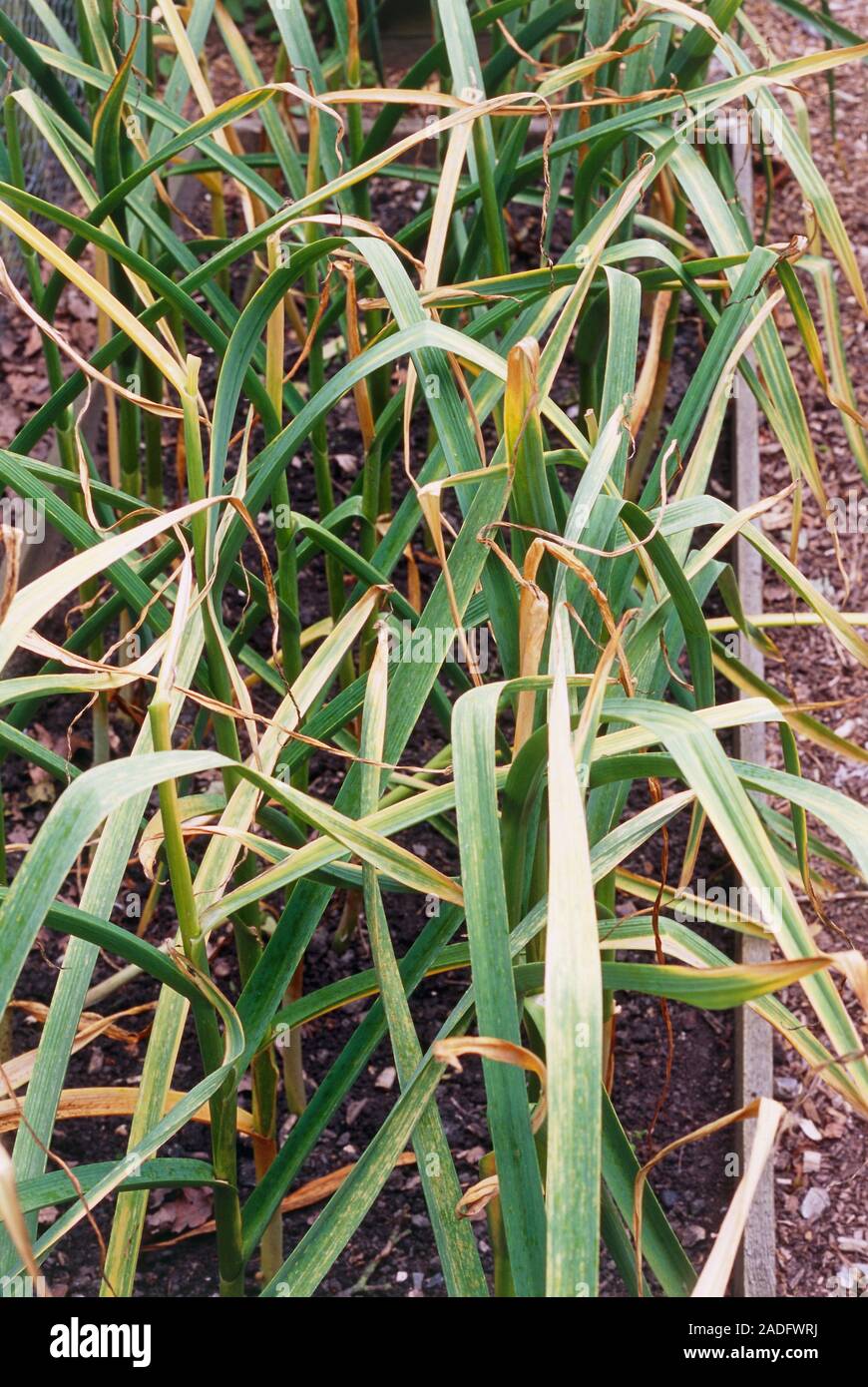 Organic serpent garlic (Allium sativum var. ophioscorodon 'Bzenc ...