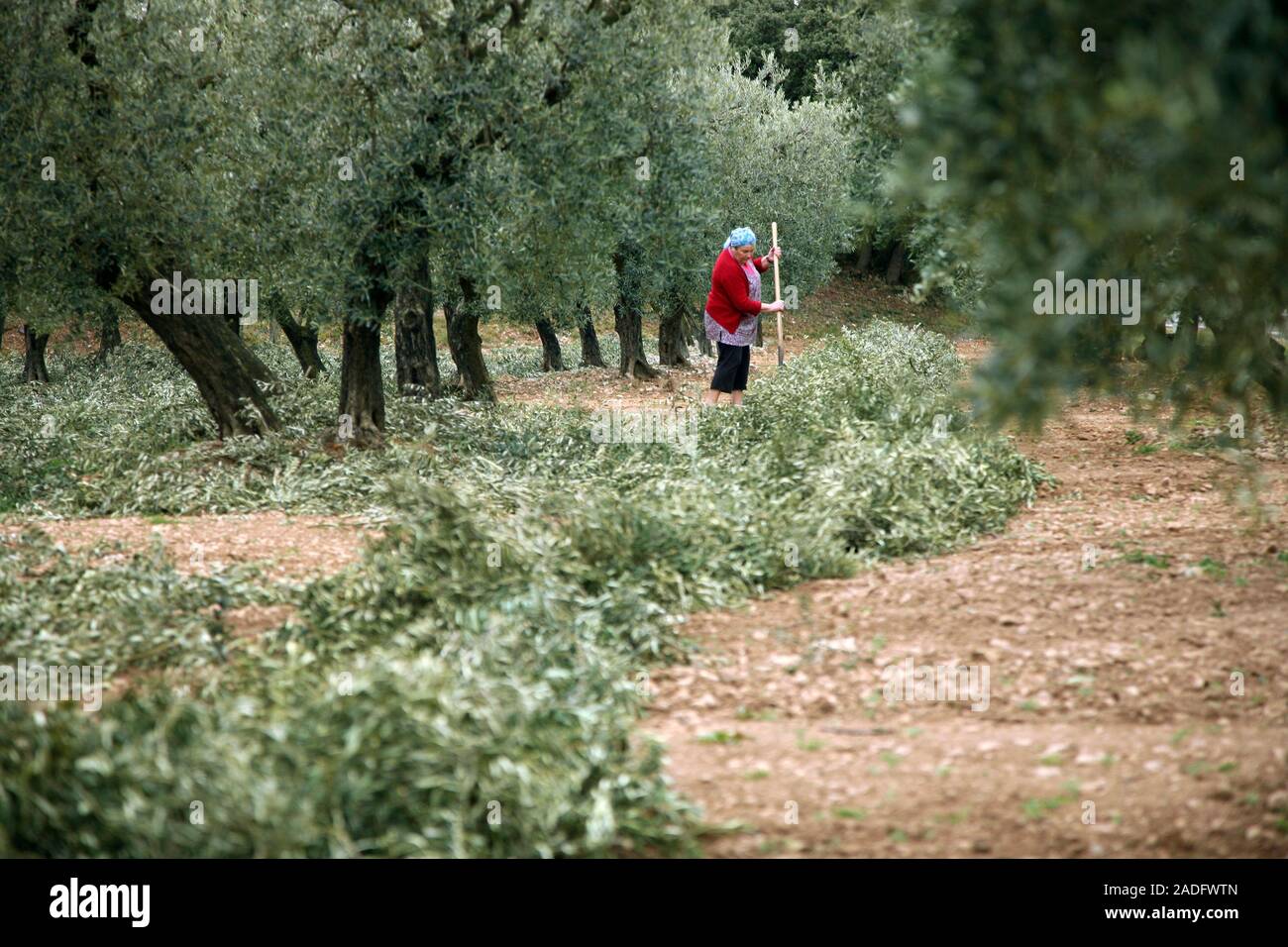 Worker in an olive (Olea europaea) grove clearing cut branches Stock ...