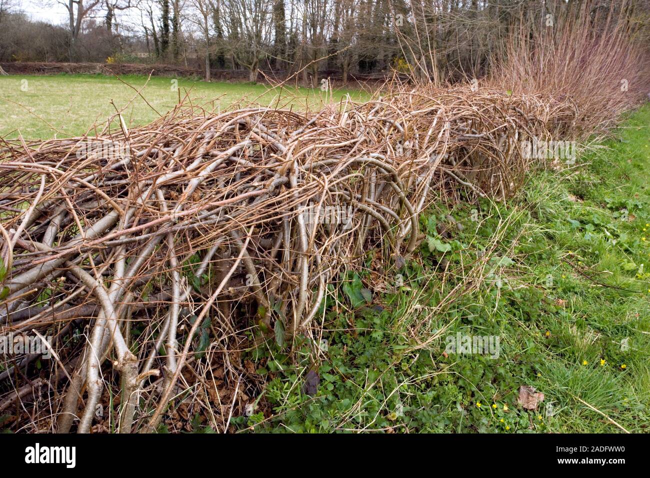 Laid hedgerow. Hedge laying is a traditional British and Irish ...
