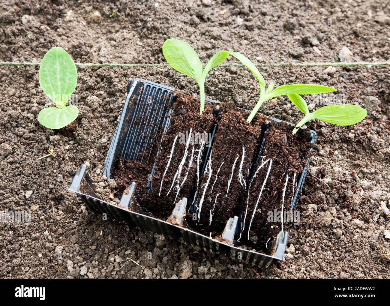 Courgette (Cucurbita pepo) seedlings growing in root trainer pots ...
