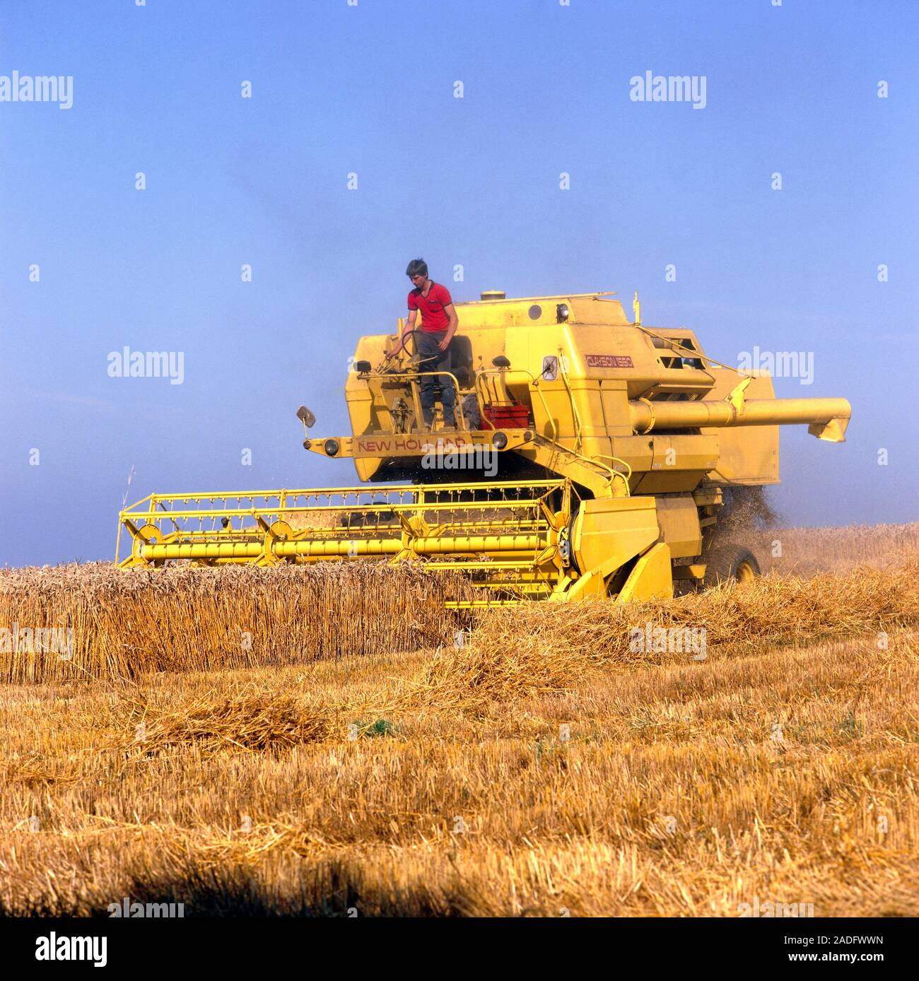 Combine harvester at work, cutting and threshing wheat Stock Photo - Alamy
