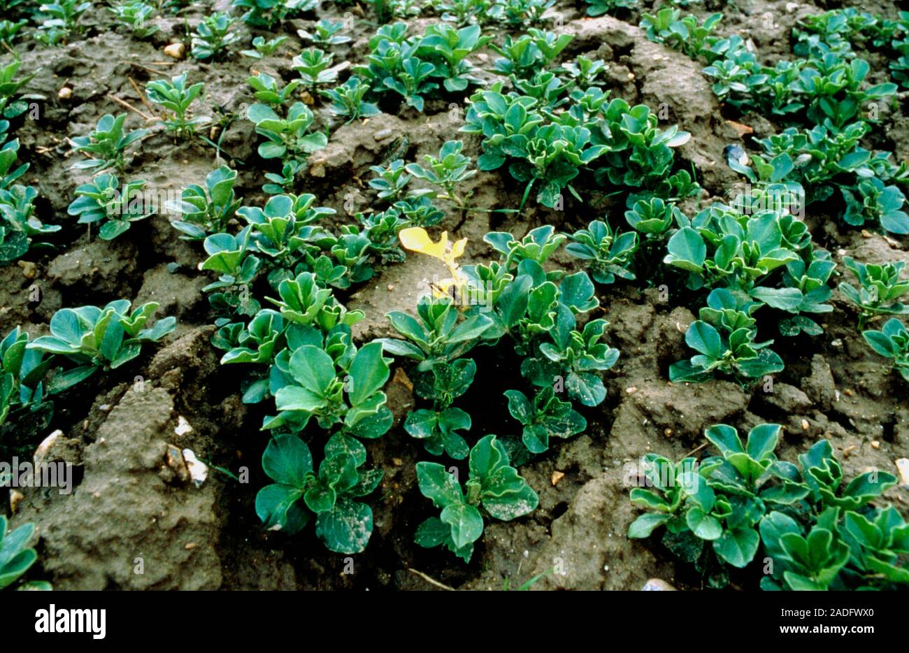 Agriculture: crop of field beans showing an albino plant in the midst ...