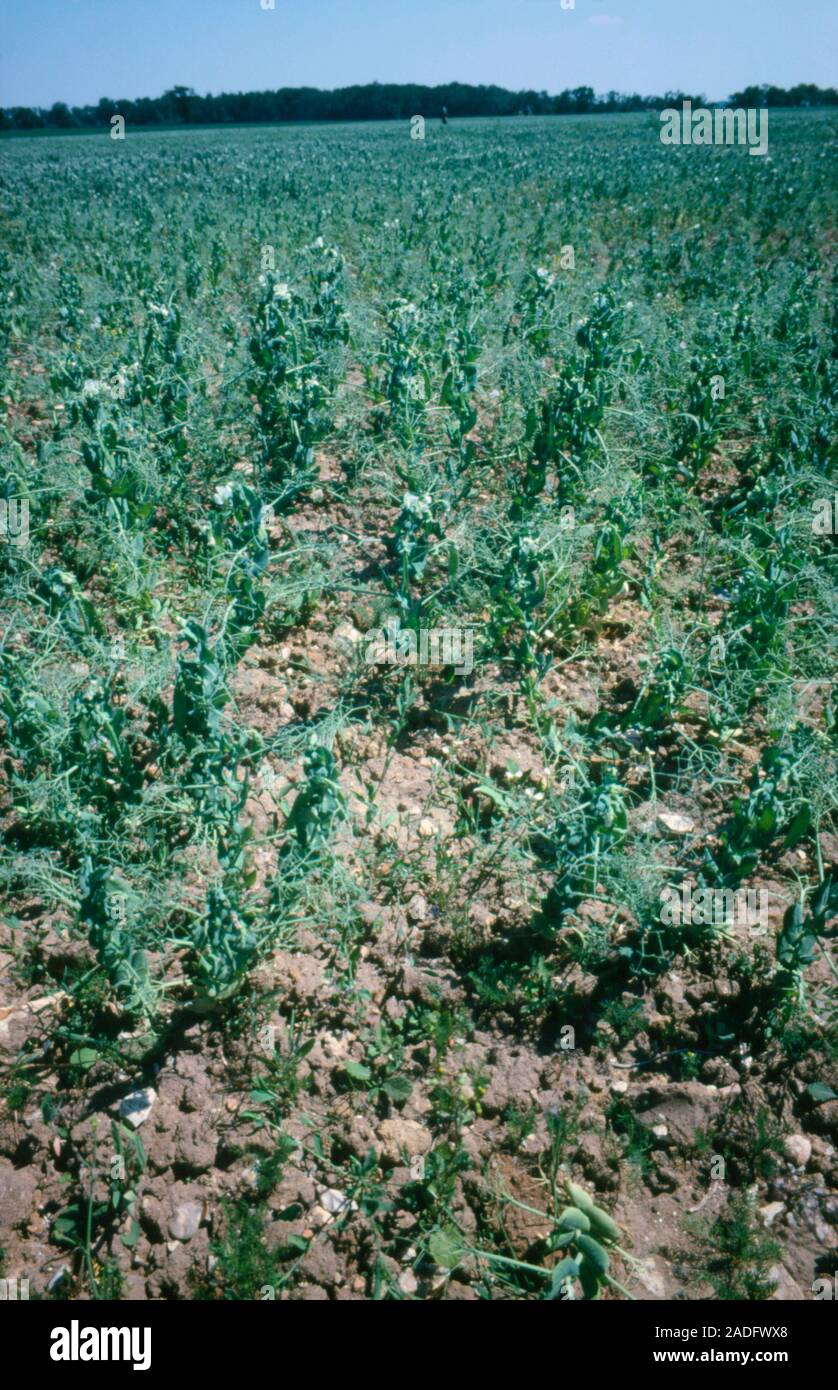 A field of semi-leafless peas, Pisum sativum. Semi-leafless pea ...