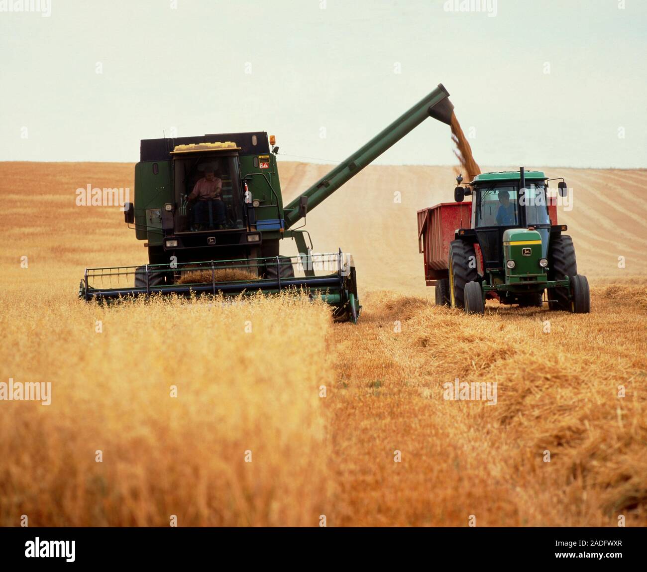 A combine harvester at work, loading wheat into a trailer pulled by a ...
