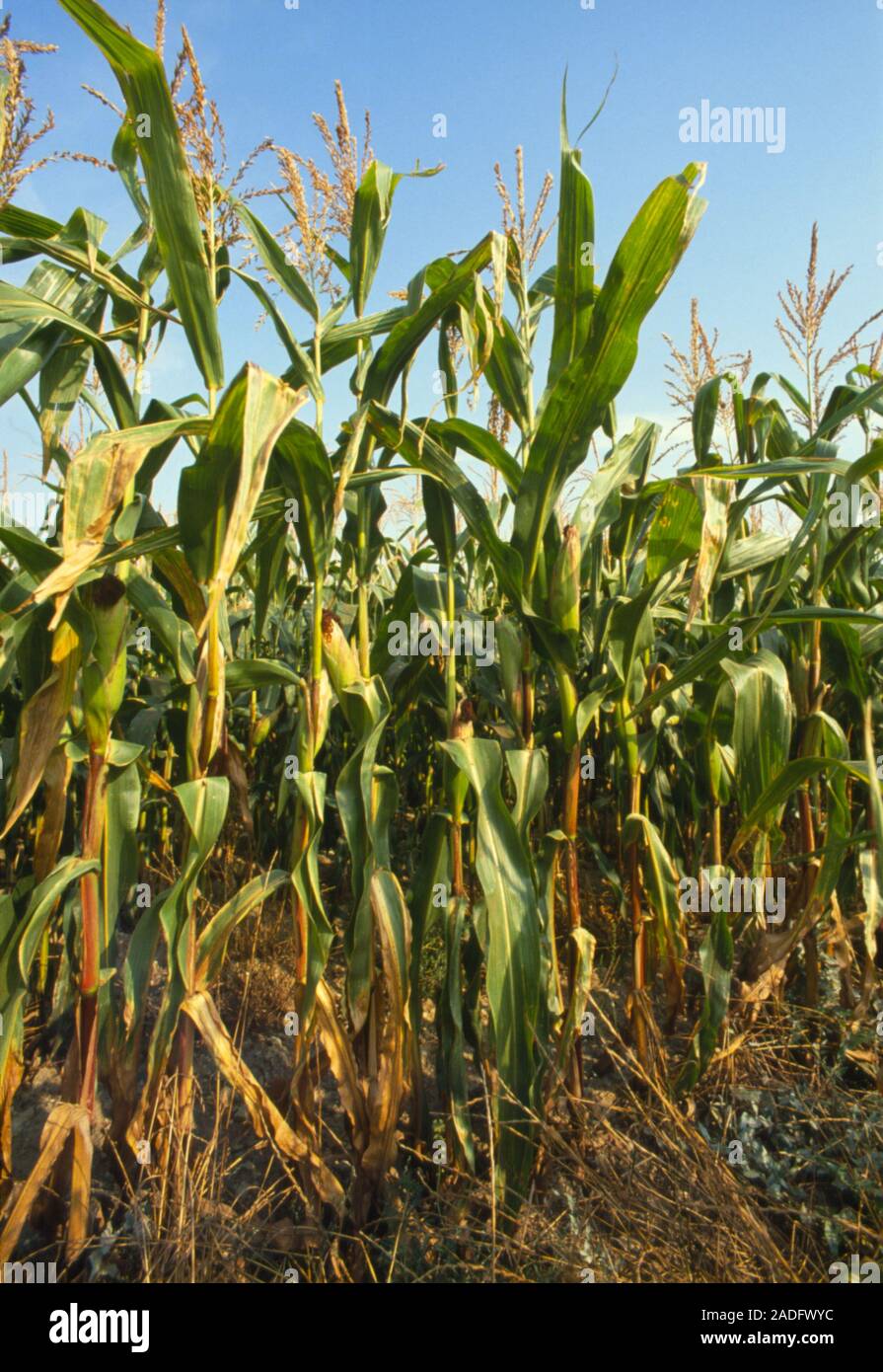Maize cultivation. Maize, or corn, is a cultivar of the plant Zea mays ...