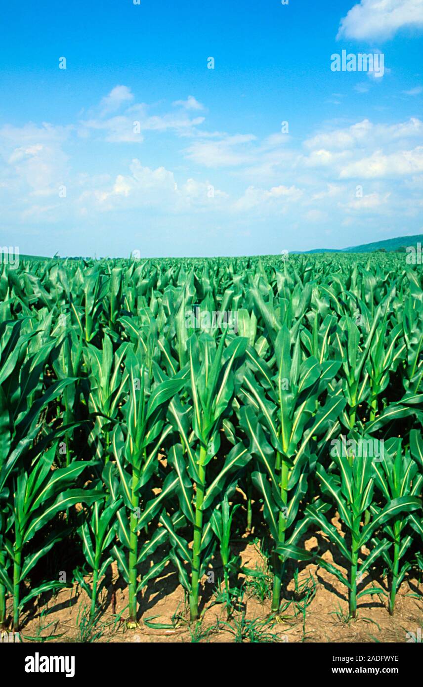 Field of maize (North American corn). Maize is a grass plant, Zea mays ...
