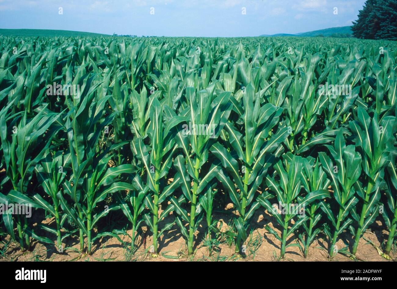 Field of maize (North American corn). Maize is a grass plant, Zea mays ...