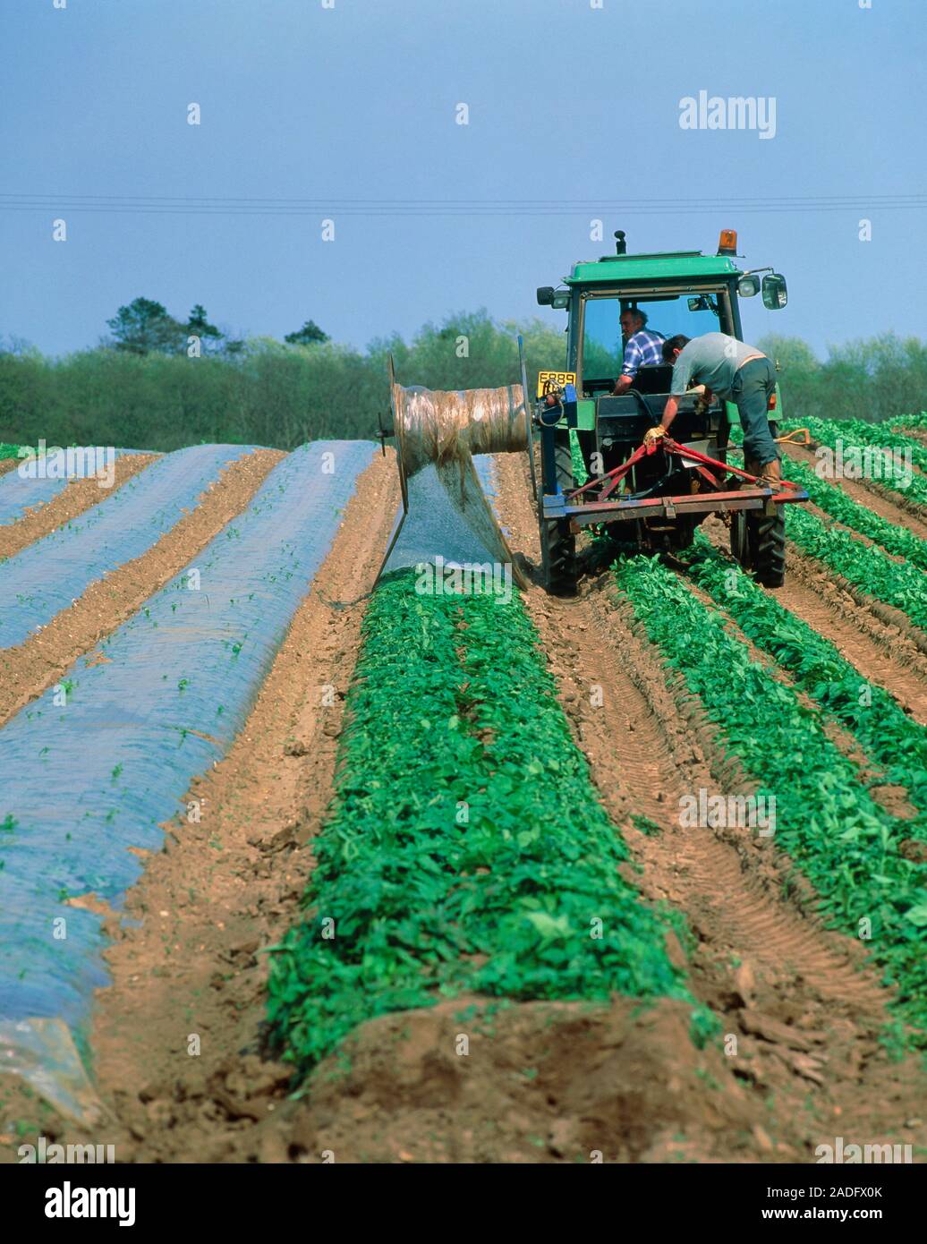 Crop protection. A tractor being used to remove plastic sheeting from a ...