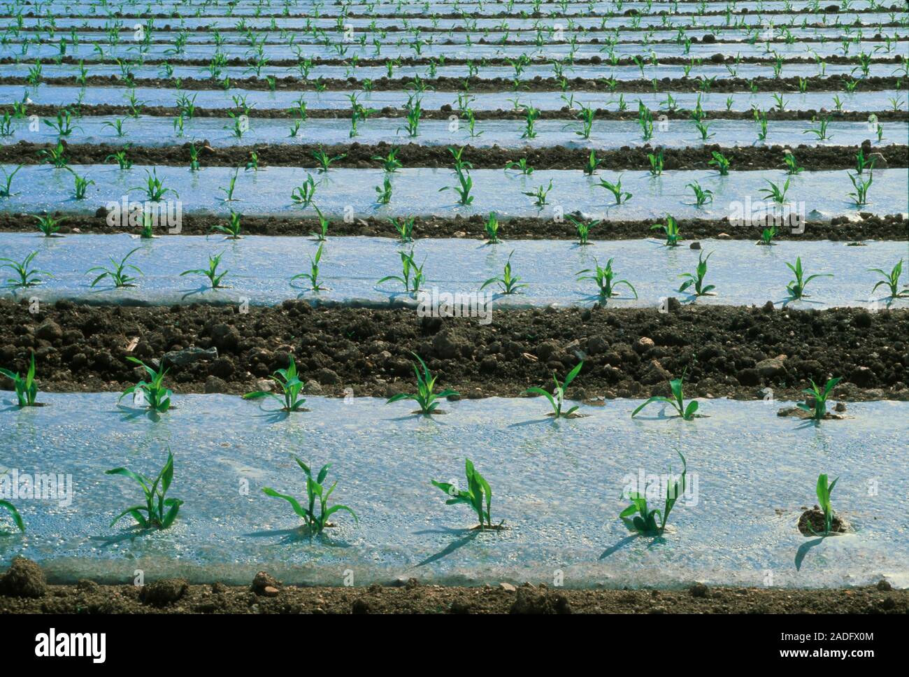 Maize grown under biodegradable plastic. Plastic is used to protect the ...