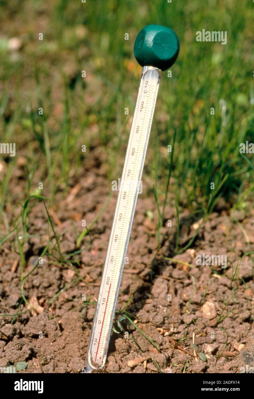 Soil thermometer. Thermometer stuck in the ground to measure the ...