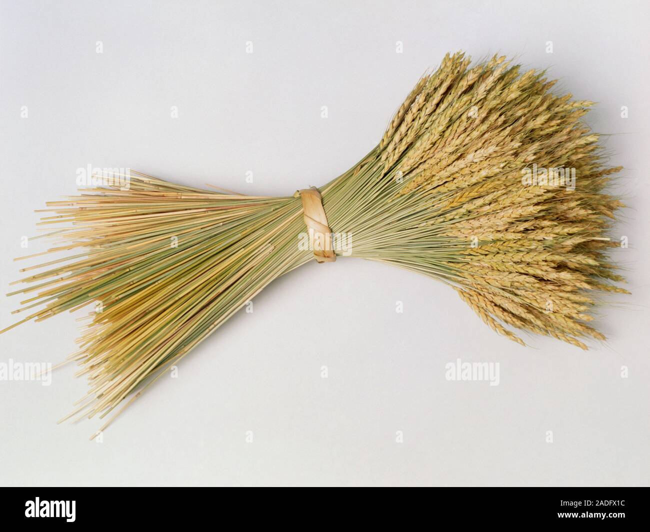Wheat. Stems of wheat, Triticum sp., tied together in a bundle. Wheat ...