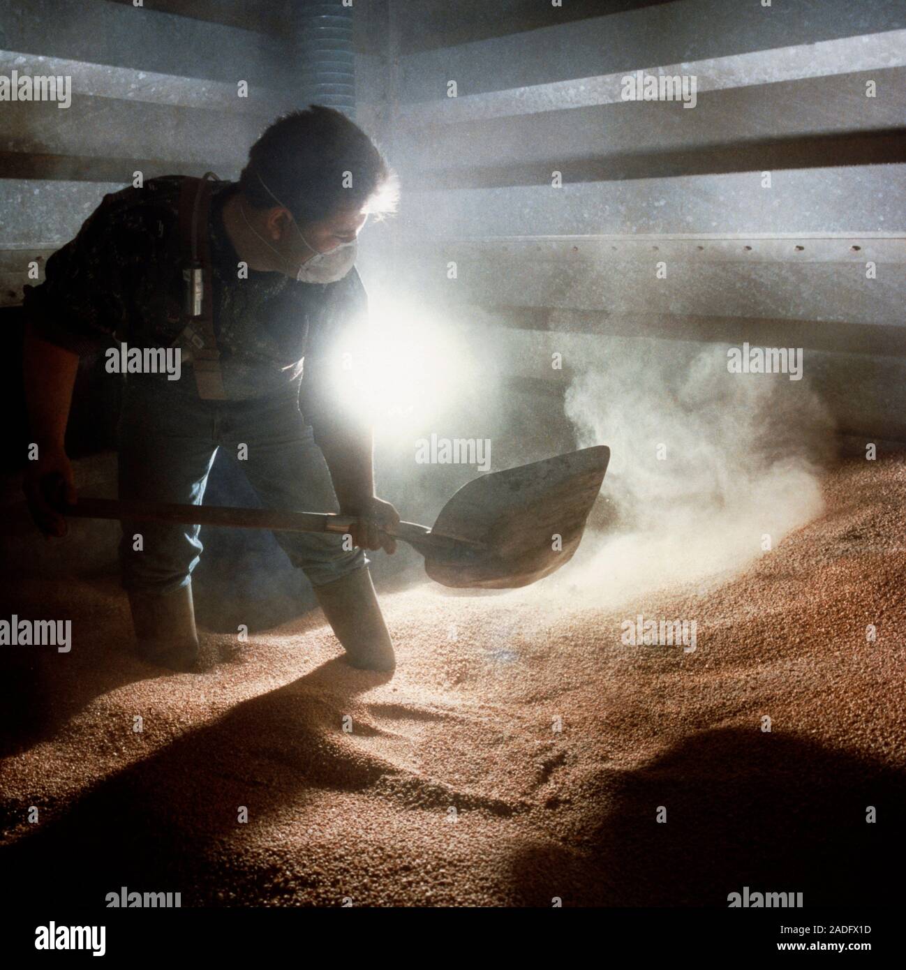 Grain silo. Worker shovels cereal grain in a silo. He wears a face mask ...