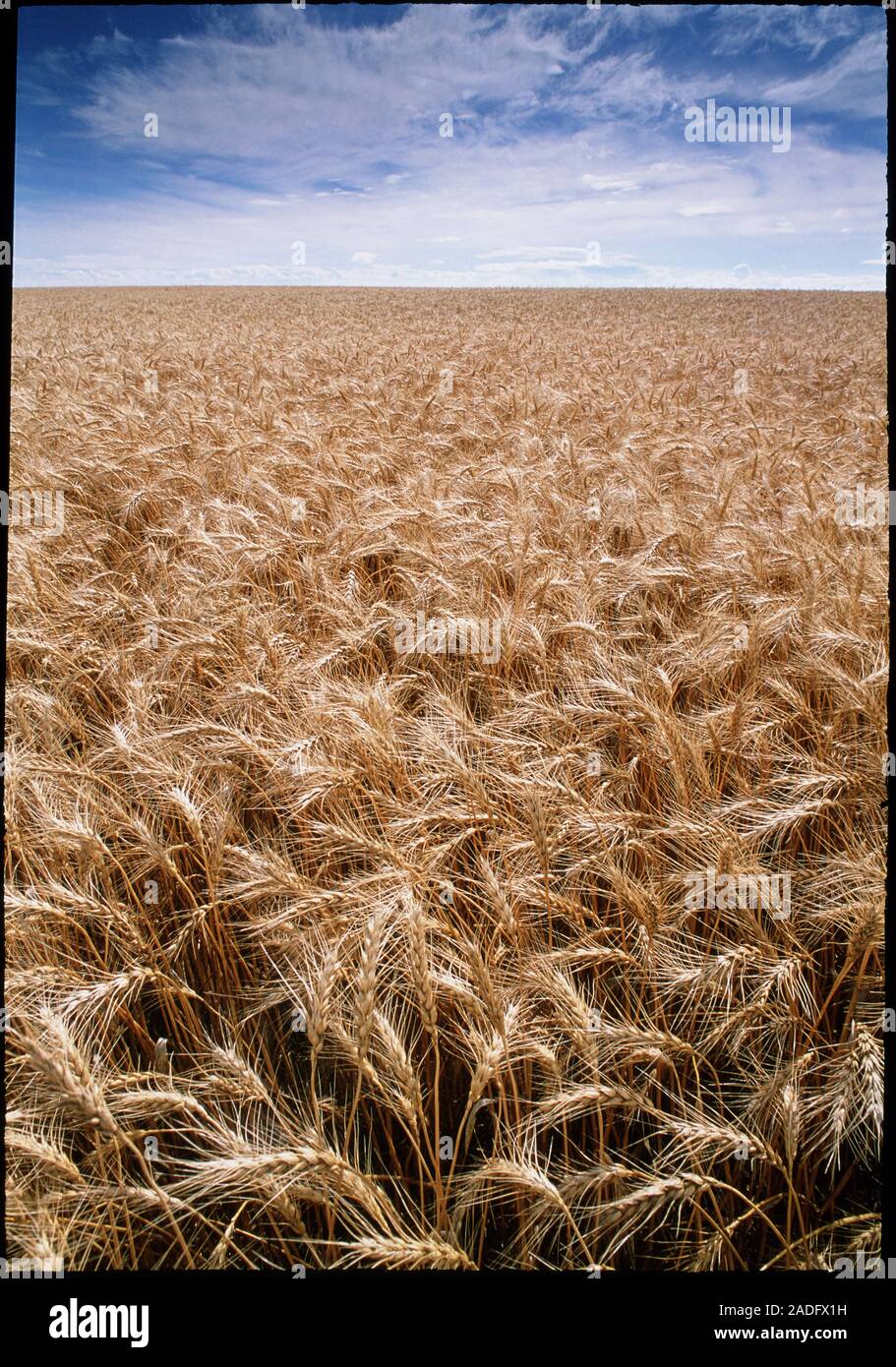 Wheat field. View of a field of wheat, (Triticum sp.). This cereal is ...
