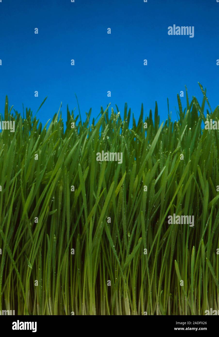 Wheat grass. Field of organically grown wheat grass (Triticum sp ...