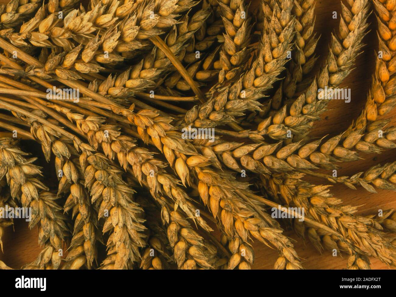 Wheat. Ears of harvested wheat (Triticum aestivum). Wheat is a cereal ...