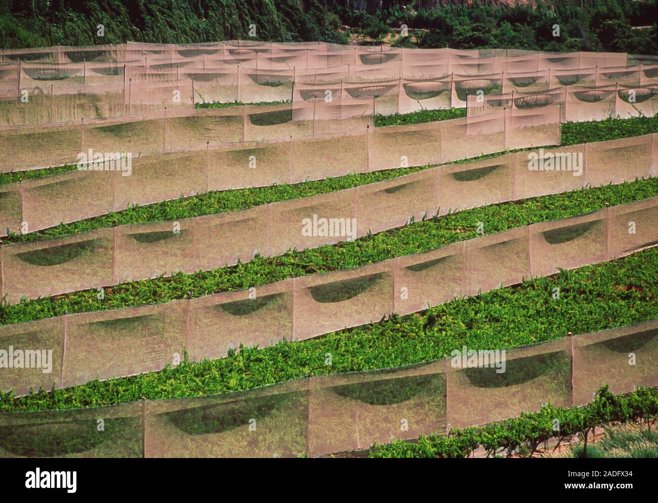 Vineyard of grape vines with windbreaks to shield them from the wind ...