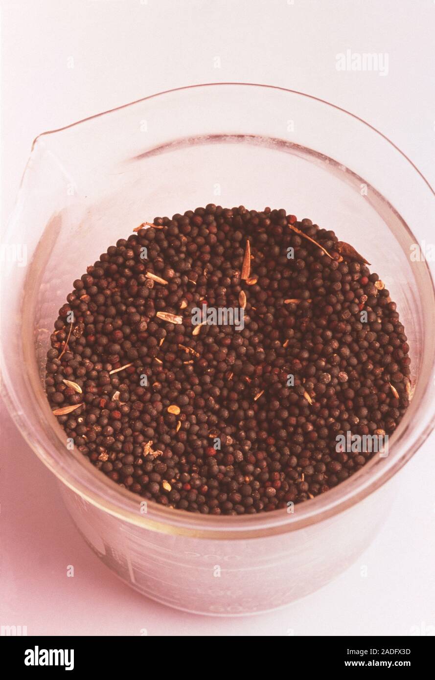 Rape seeds. Seeds of the rape plant (Brassica napus) are harvested for ...