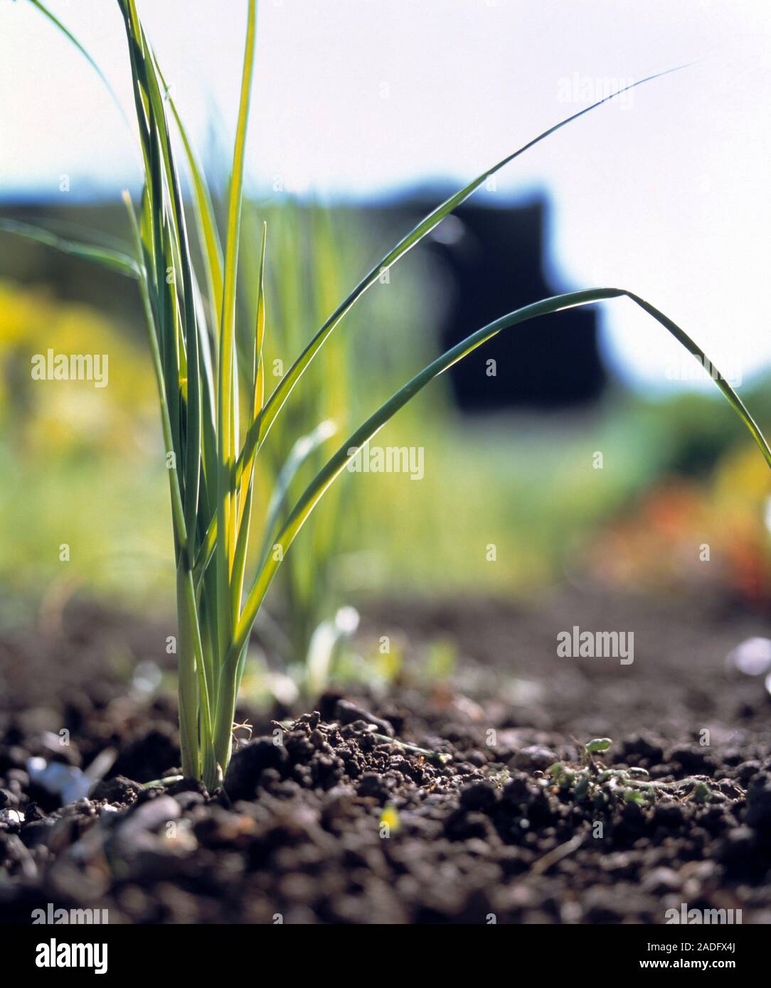 Onion shoots (Allium sp.). These shoots grow from underground bulbs ...