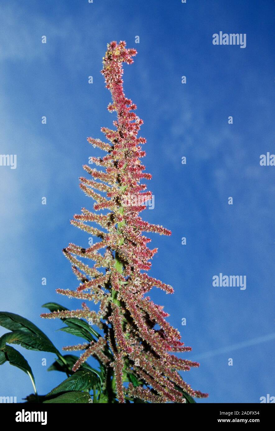 Organic amaranth. Amaranth is a crop of South American origin. Several ...