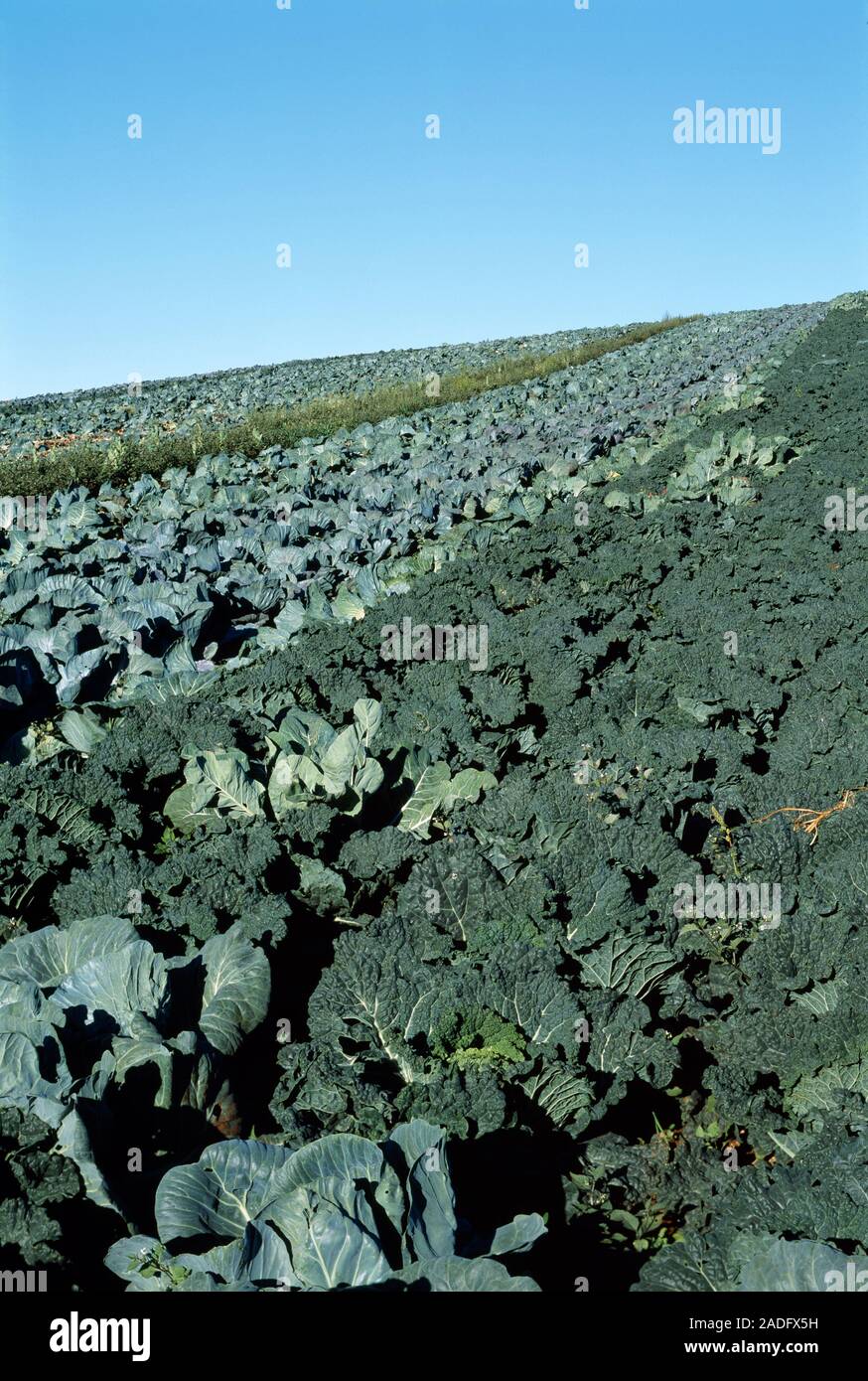 Cabbage crop. Assorted types of cabbage (Brassica sp.) growing in a ...