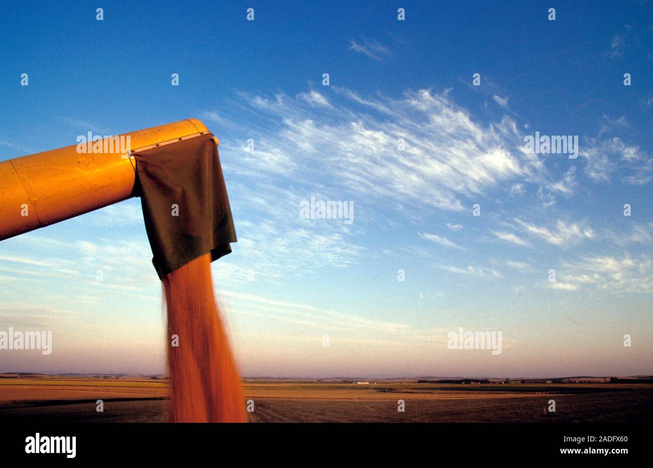 Grain harvesting. Arm of a combine harvester pouring grain into a ...