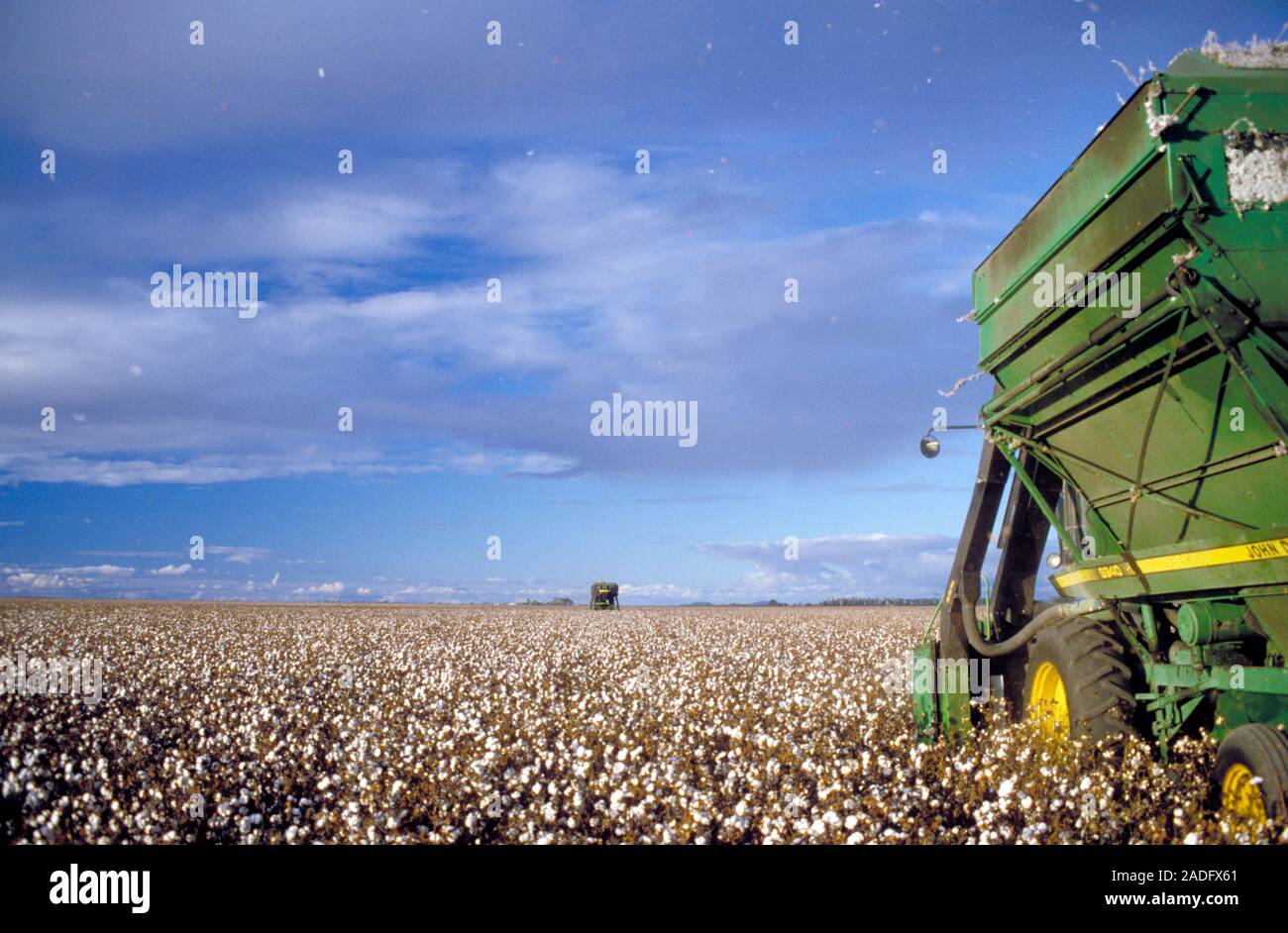 Cotton harvesting. Mechanized harvesting of cotton plants (Gossypium sp ...