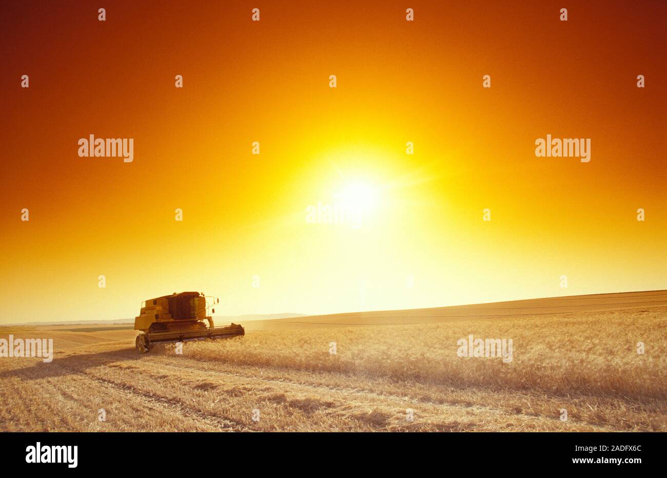Combine harvester working in a wheat field. Wheat (Triticum sp.) is the ...