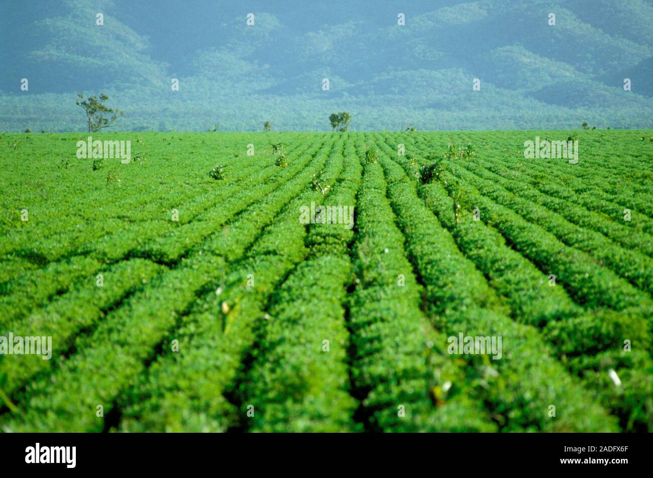 Peanut crop. Rows of peanut or groundnut plants (Arachis hypogaea ...