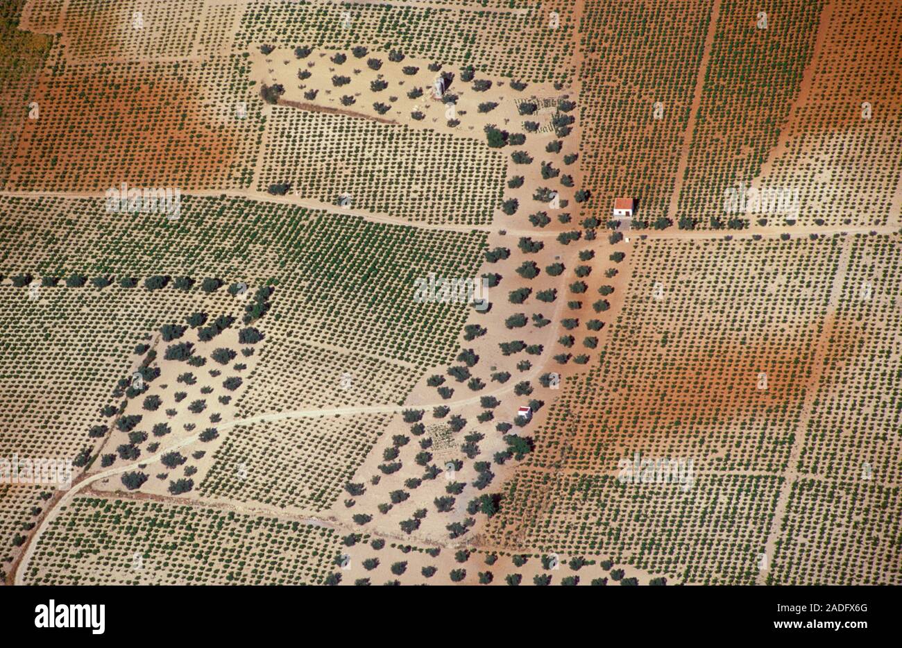 Olive groves. Aerial photograph of olive trees (Olea europaea) in ...
